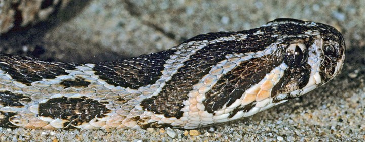 Palestine Viper Venom - SerpentResearch.com
