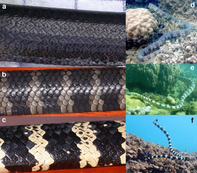 Mimicry in Turtle-headed Sea Snakes - SerpentResearch.com