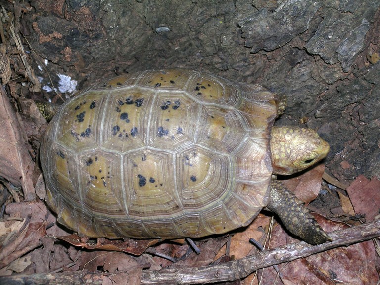 Invasive Snakes in Puerto Rico – its more than Reticulated Pythons ...