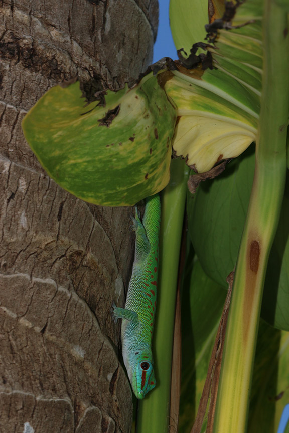 A new giant fossil snake from northwest India's Eocene ...
