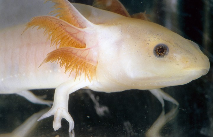 Natural History - SerpentResearch.com