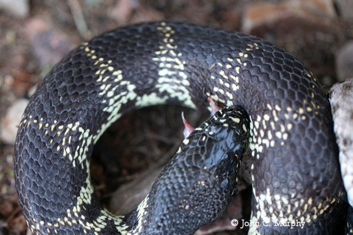 The Kingsnake and the Rattlesnake - predator and prey - SerpentResearch.com