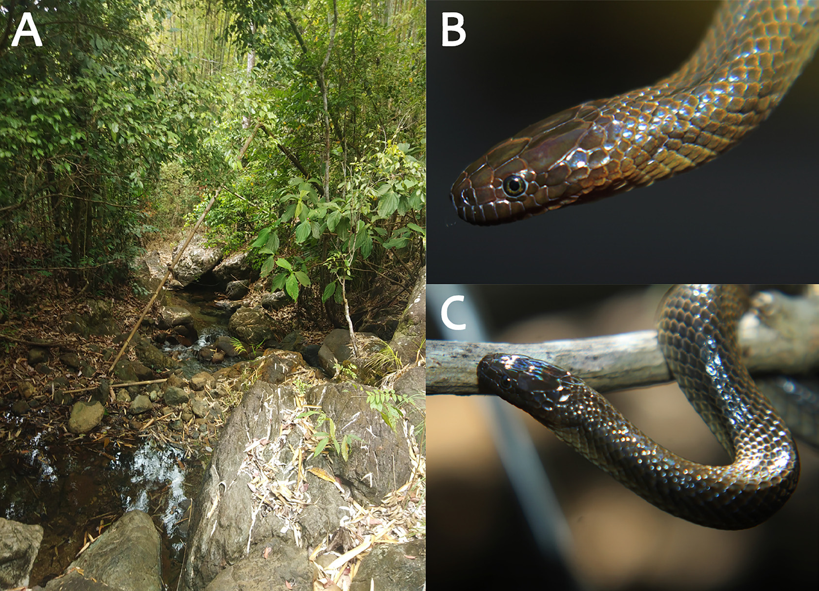 Rediscovery of a rare, aquatic Philippine Snake - SerpentResearch.Com