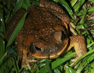 Invasive Snakes in Puerto Rico – its more than Reticulated Pythons ...