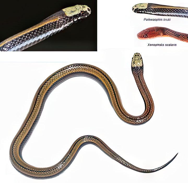 A new genus and species of snake from the Lost World (Guyana ...
