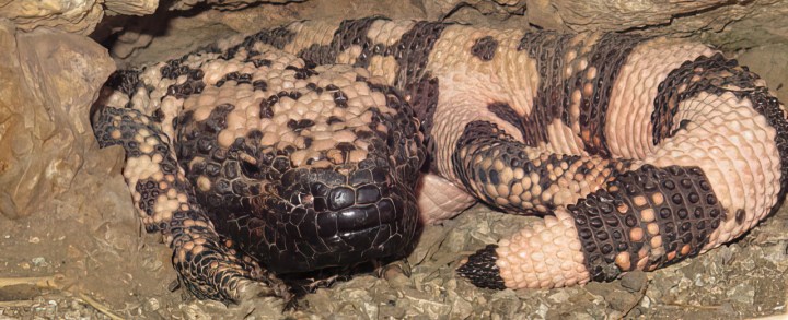 Invasive Snakes in Puerto Rico – its more than Reticulated Pythons ...