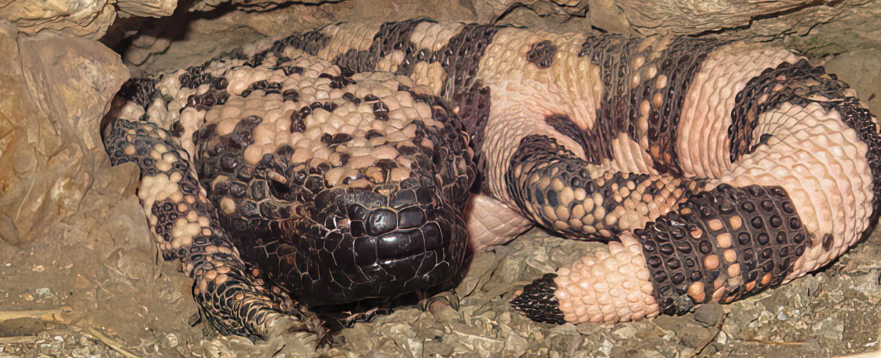 A new giant fossil snake from northwest India's Eocene ...