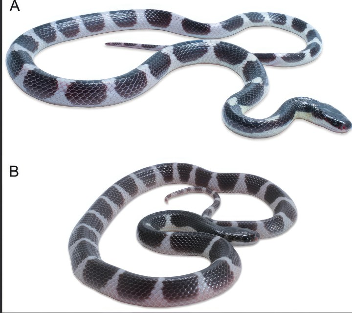 A new krait from Thailand - SerpentResearch.Com