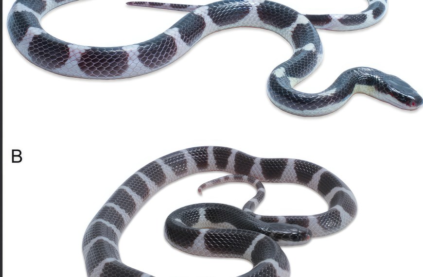 Advances in Snakebite Treatment - SerpentResearch.com