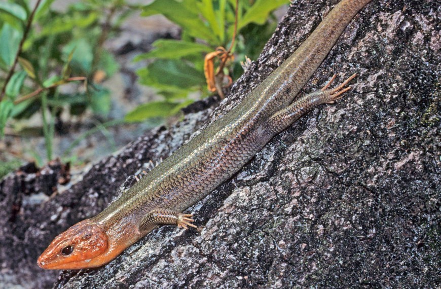 A New Dwarf Anole from Cuba - SerpentResearch.com
