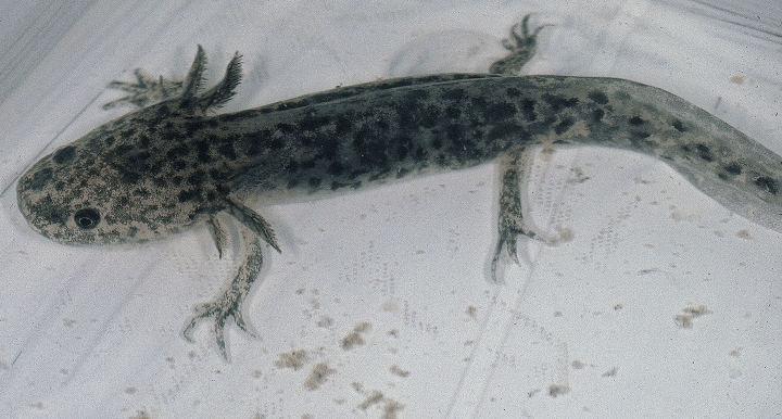 Conserving the Axolotl - SerpentResearch.com