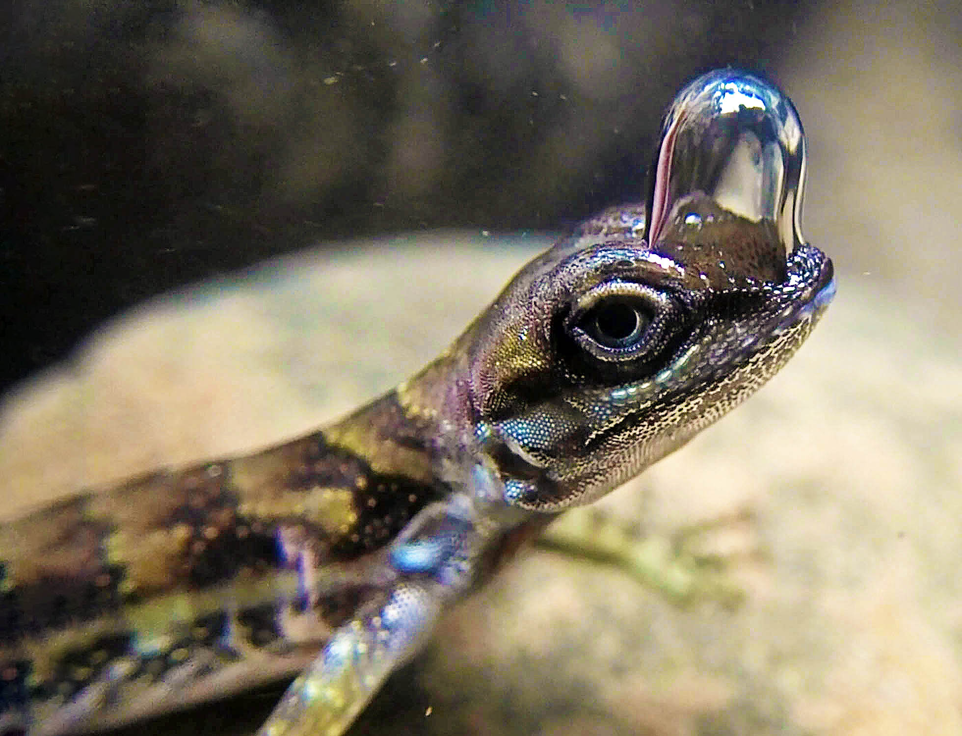 A Scuba-diving Lizard - SerpentResearch.com