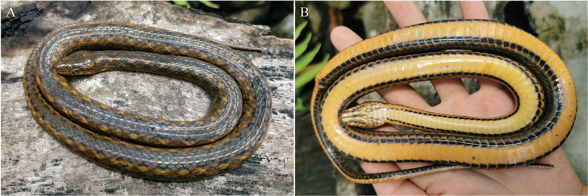New snake species described in 2024. Part 2. - SerpentResearch.Com